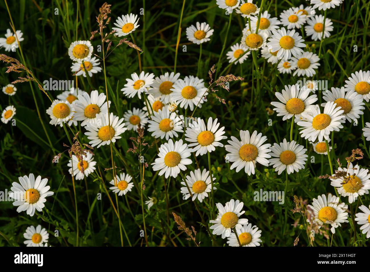 Wild daisy flowers growing on meadow, white chamomiles. Oxeye daisy ...