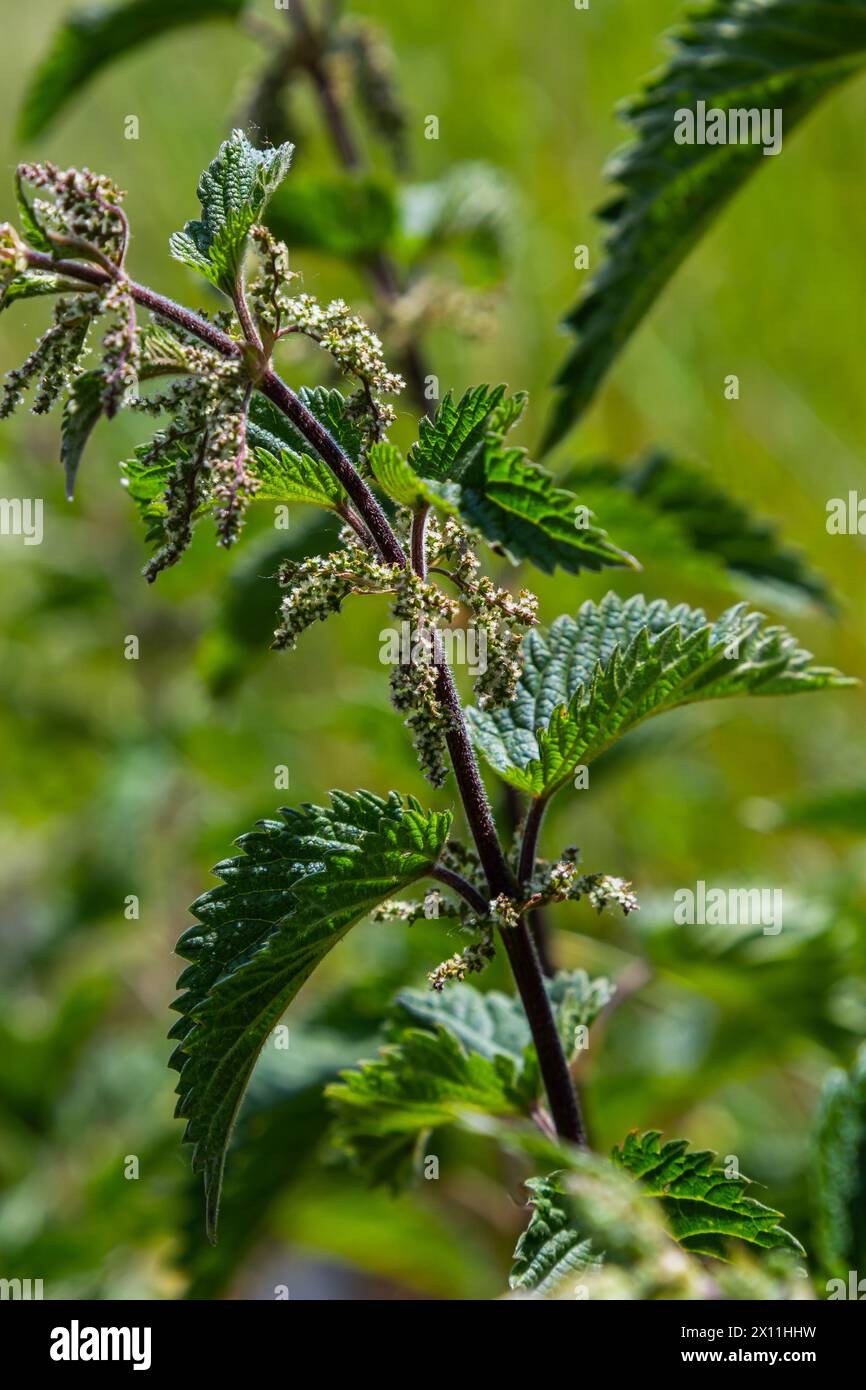 Stinging nettles Urtica dioica in the garden. Green leaves with ...