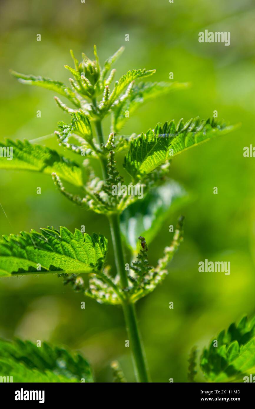 Stinging nettles Urtica dioica in the garden. Green leaves with ...