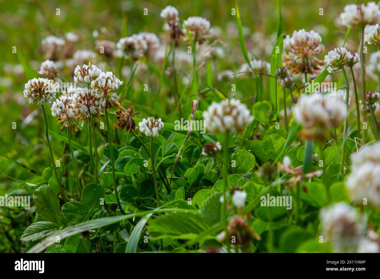 Clover or Trefoil flower, close up. Trifolium Repens or White Clover ...