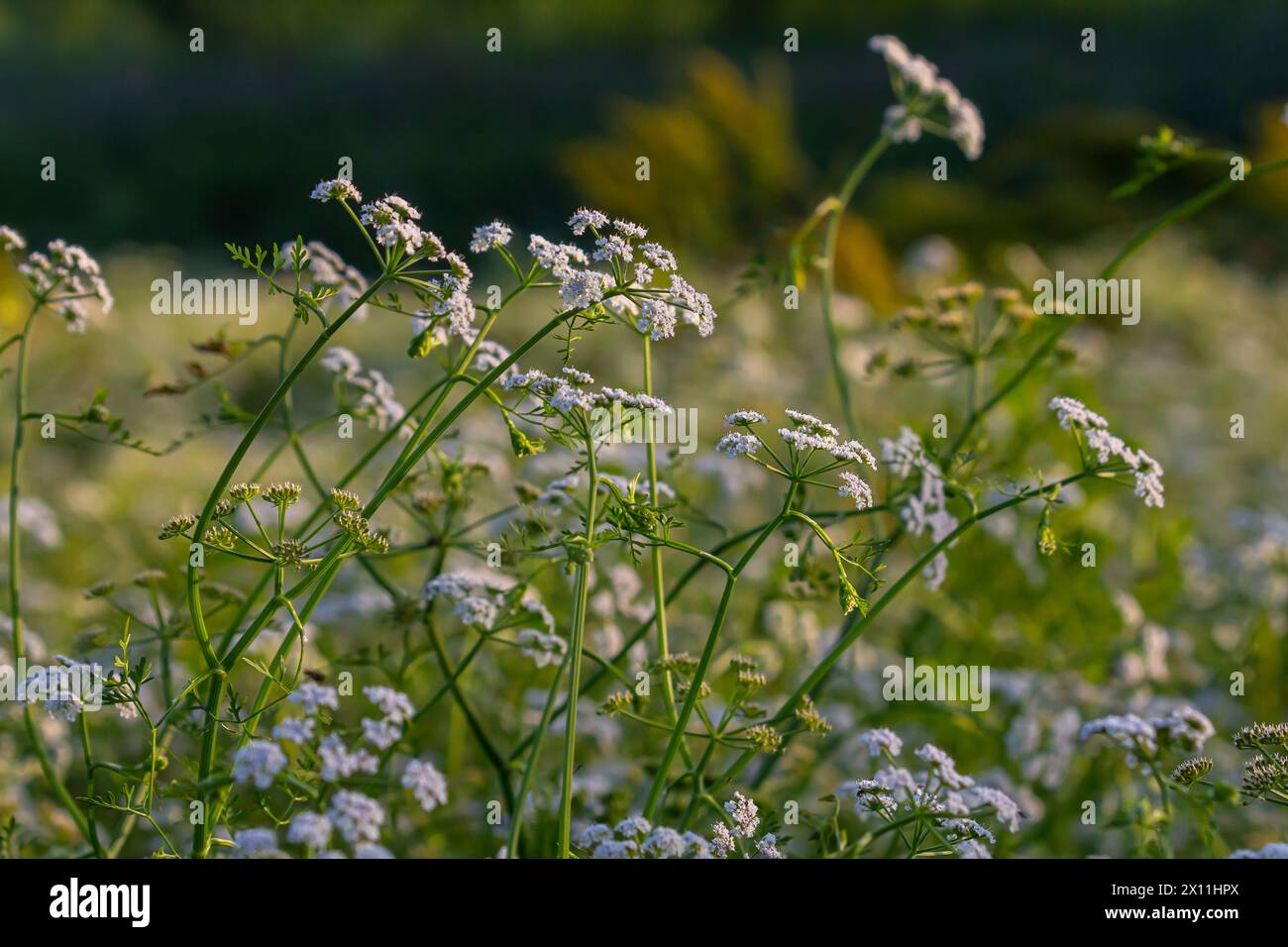 Conium maculatum, colloquially known as hemlock, poison hemlock or wild ...