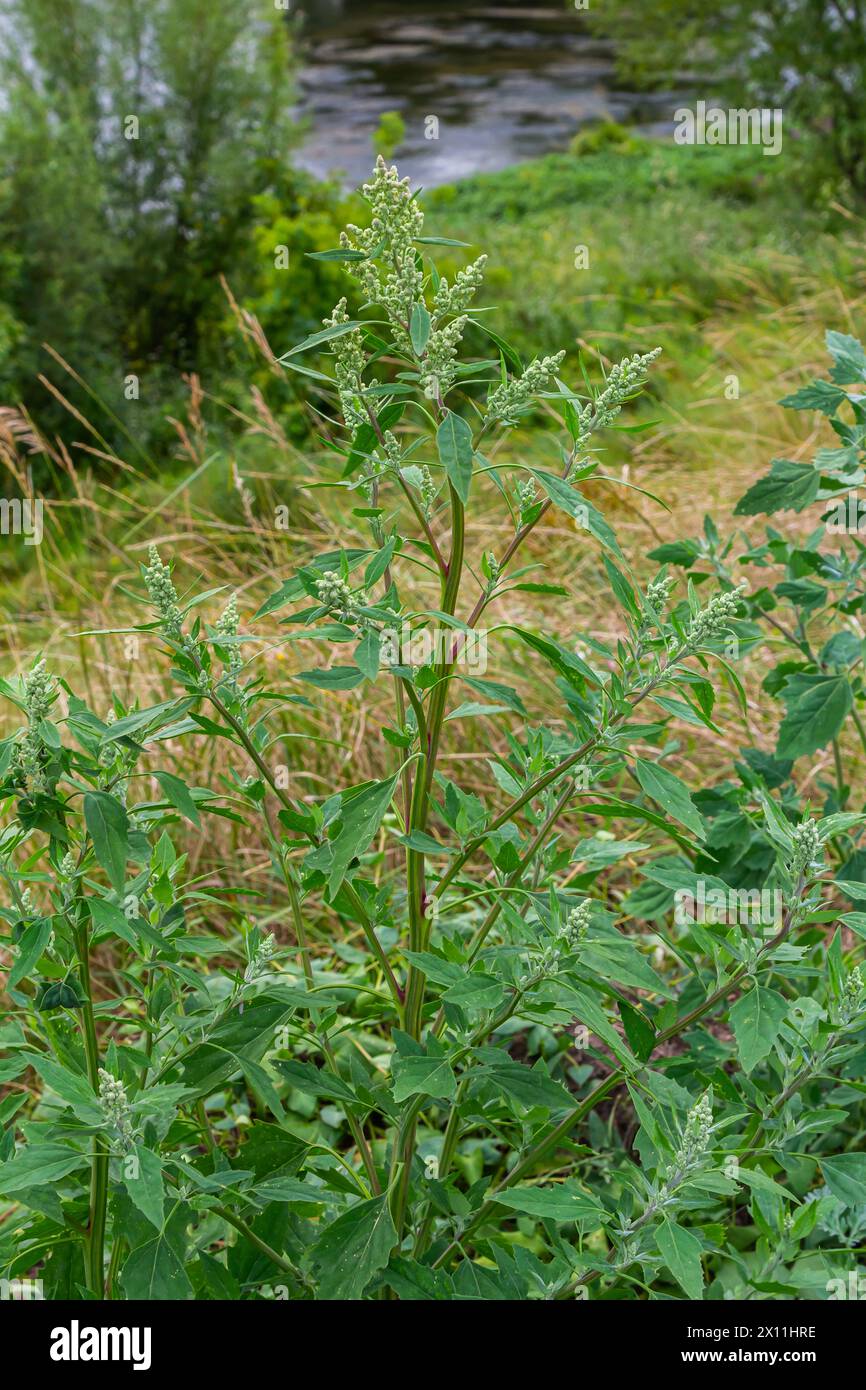 Chenopodium album, edible plant, common names include lamb's quarters ...