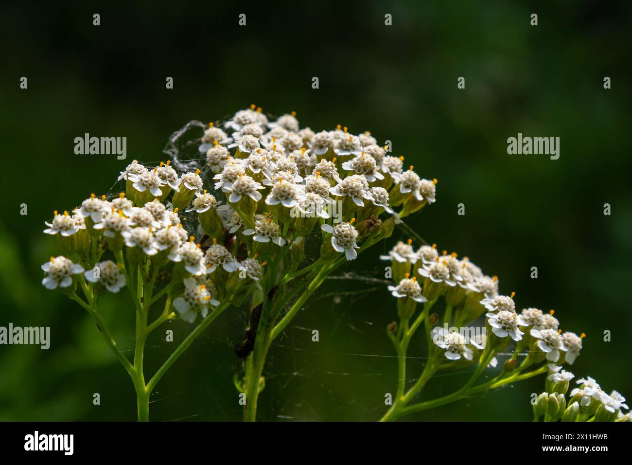 Common yarrow Achillea millefolium white flowers close up, floral ...