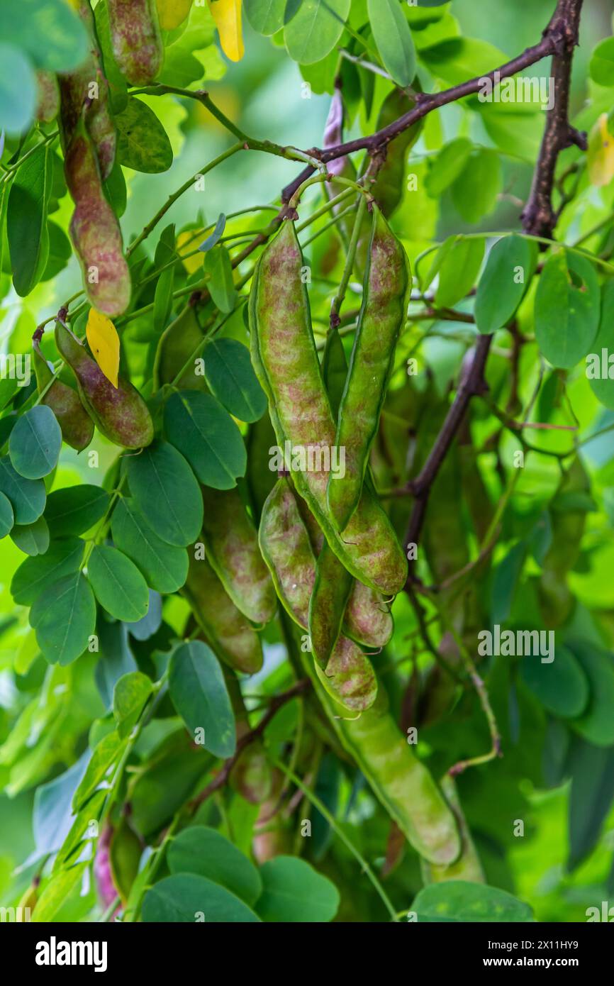 Robinia pseudoacacia, commonly known as black locust with seeds Stock ...