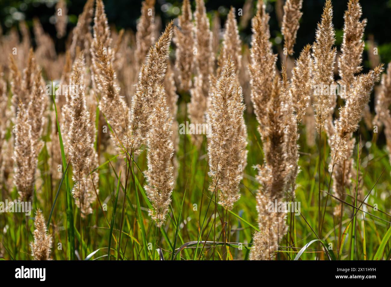 Reed stem texture hi-res stock photography and images - Alamy
