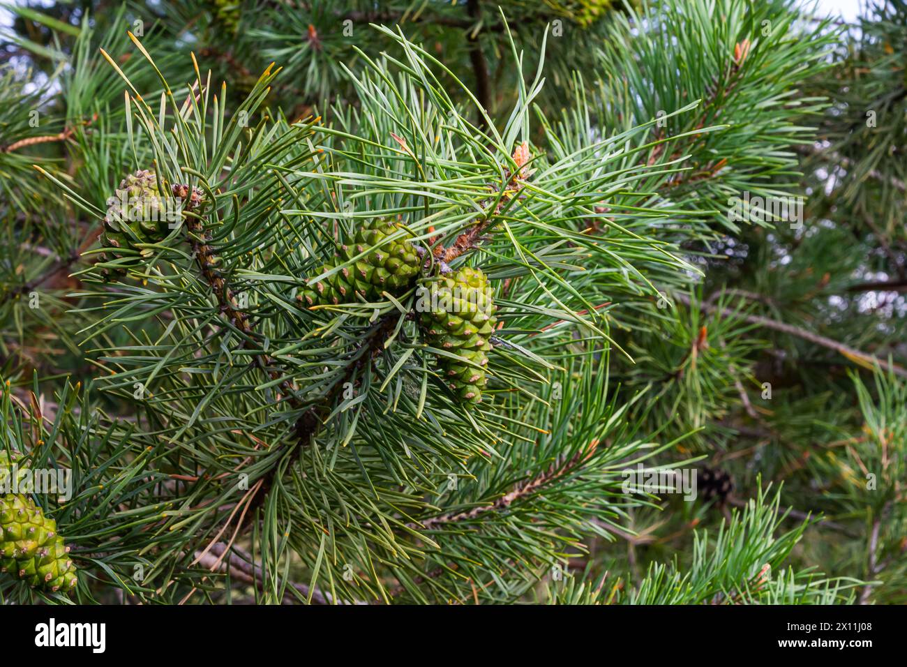 Male pine cone hi-res stock photography and images - Alamy