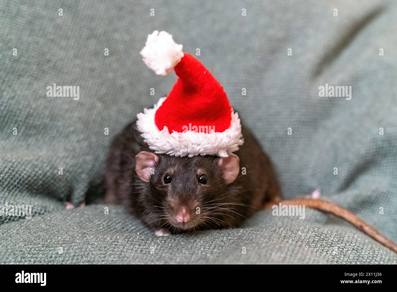 Rat Santa hat. Symbol of the Chinese New Year. Funny black rat Dumbo in ...