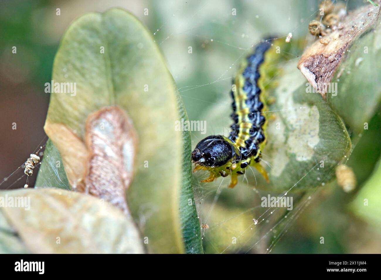 Buchsbaumzünsler Cydalima perspectalis . Raupe des Buchsbaumzünsler ...