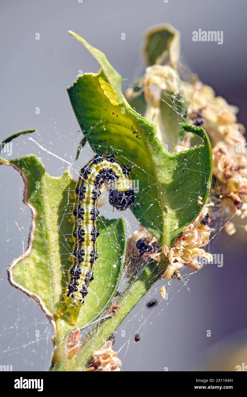 Buchsbaumzünsler Cydalima perspectalis . Raupe des Buchsbaumzünsler ...