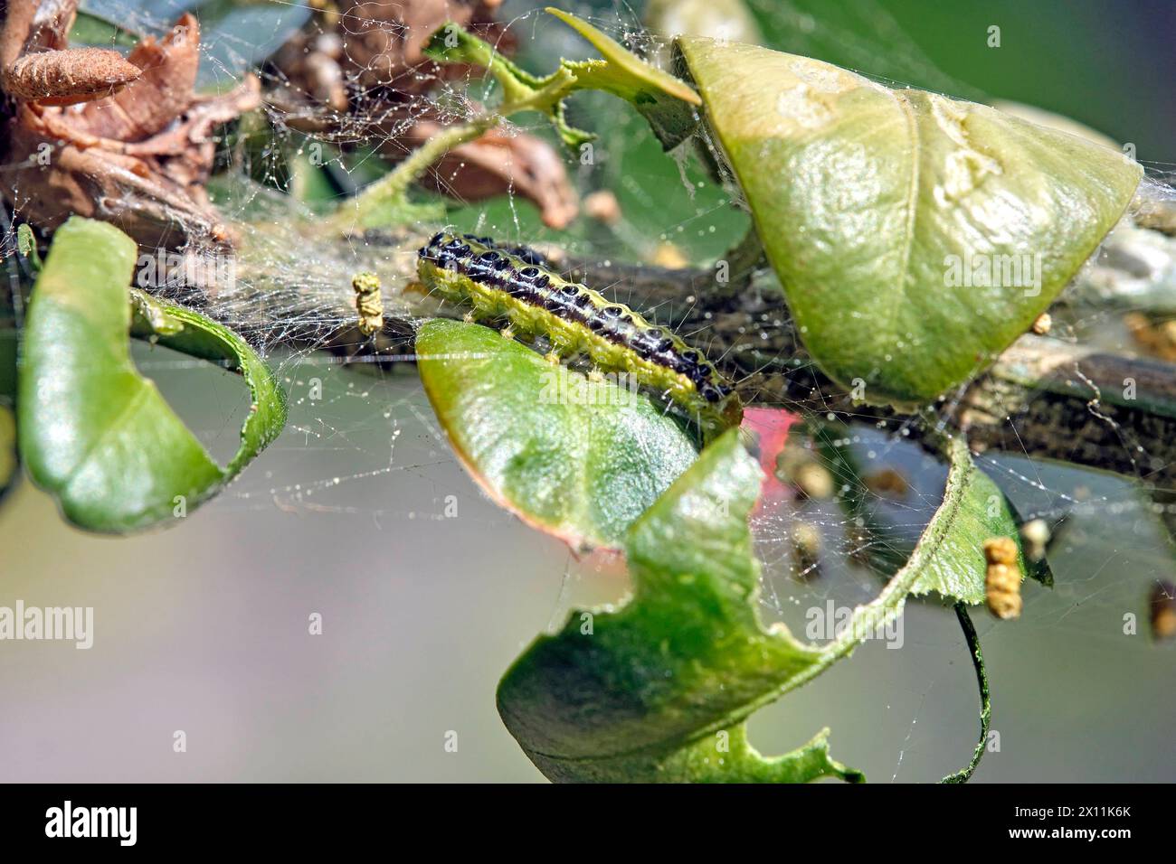 Buchsbaumzünsler Cydalima perspectalis . Raupe des Buchsbaumzünsler ...