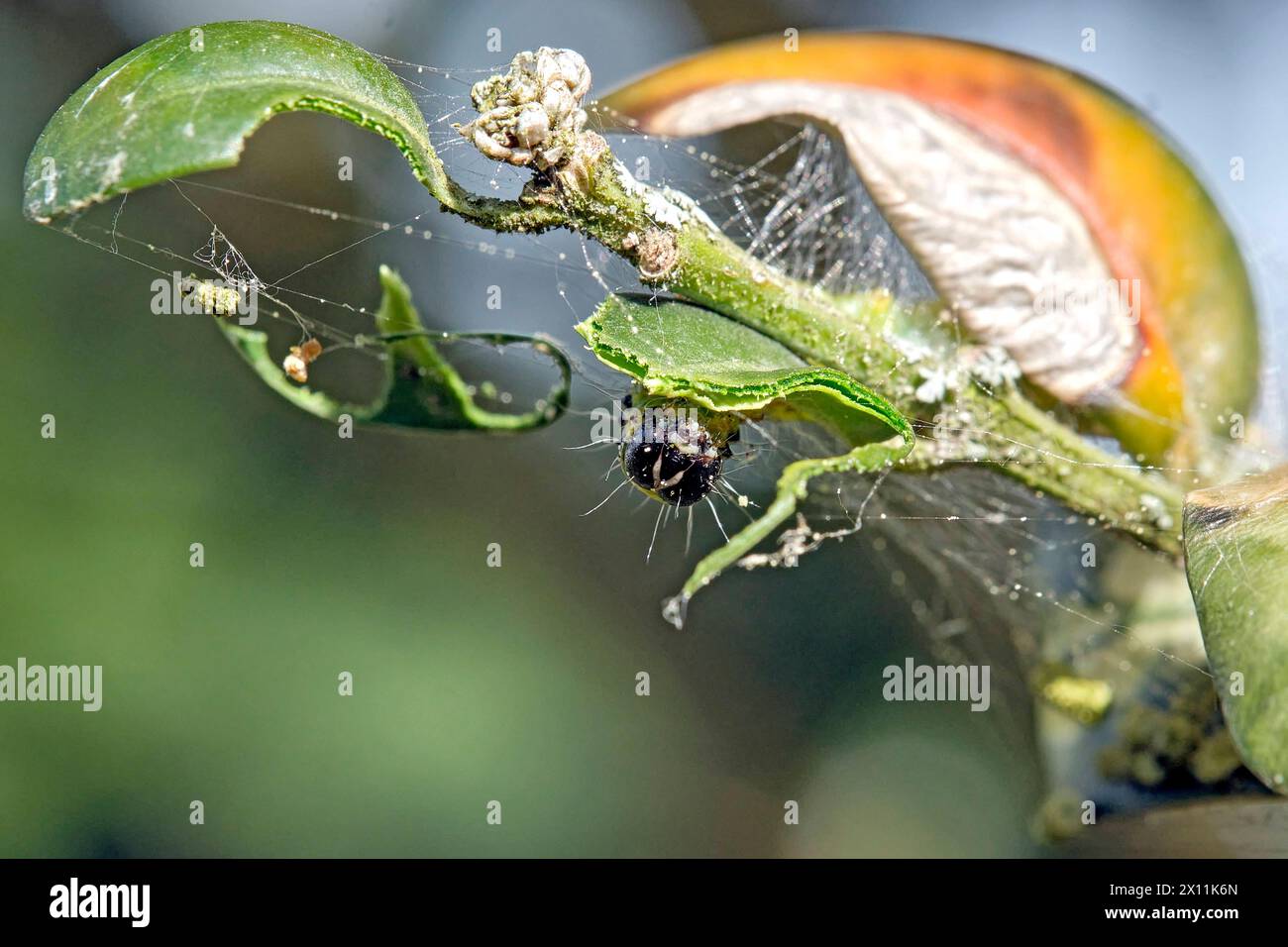 Buchsbaumzünsler Cydalima perspectalis . Raupe des Buchsbaumzünsler ...