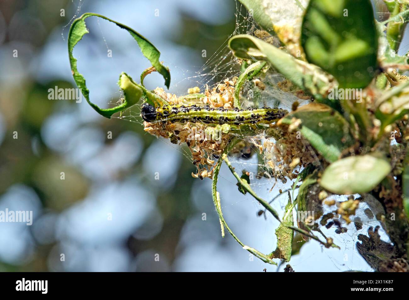 Buchsbaumzünsler Cydalima perspectalis . Raupe des Buchsbaumzünsler ...