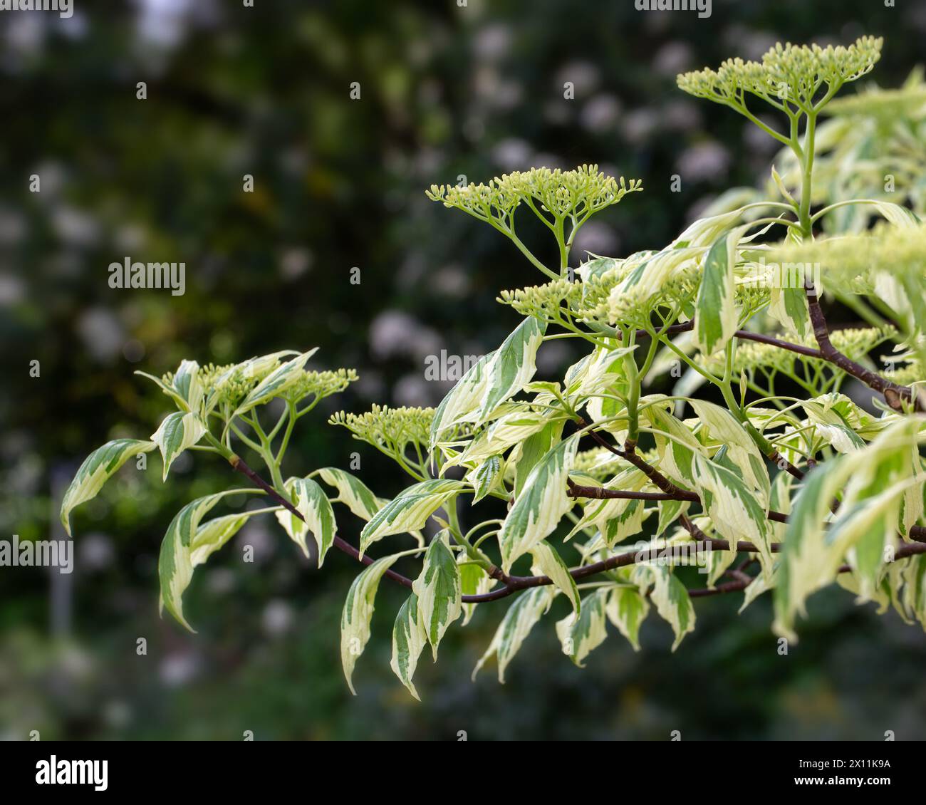 Cornus controversa variegata hi-res stock photography and images - Alamy