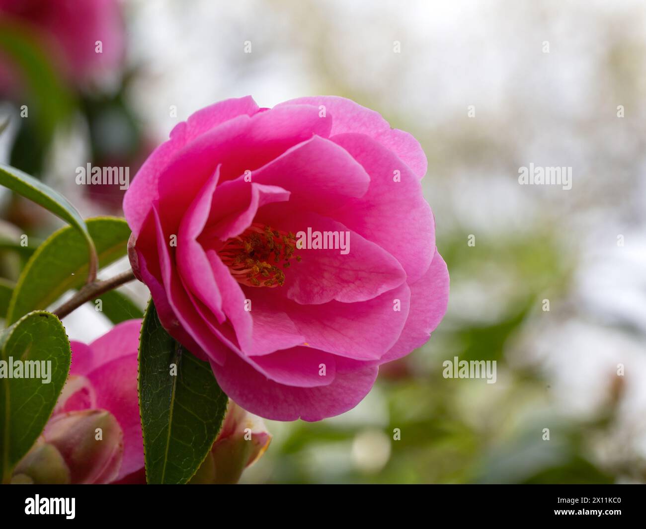 Closeup of a flower of Camellia × williamsii 'Crinkles' in a garden in ...