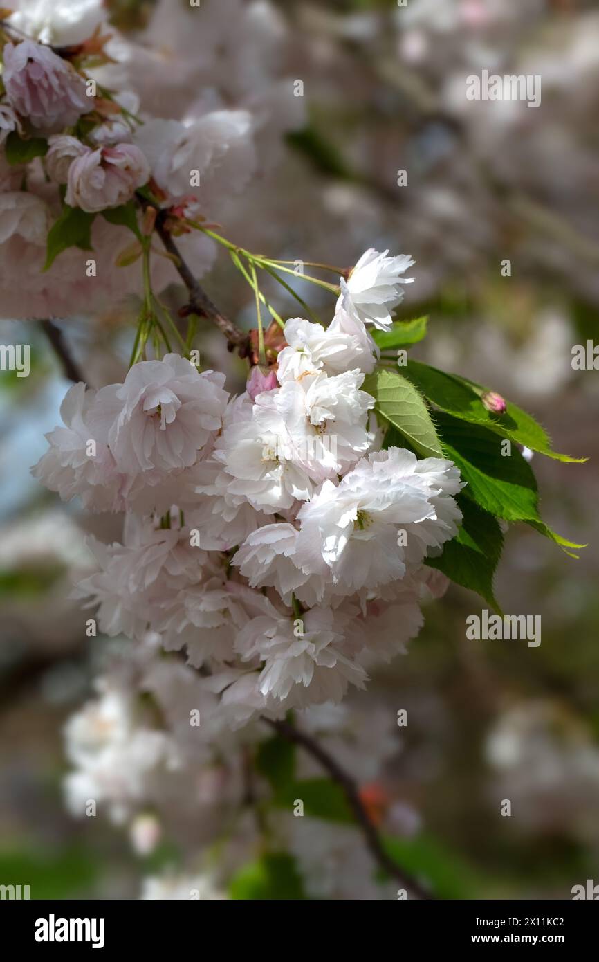 Closeup of blossom of Prunus 'Shogetsu' in a garden in Spring Stock ...