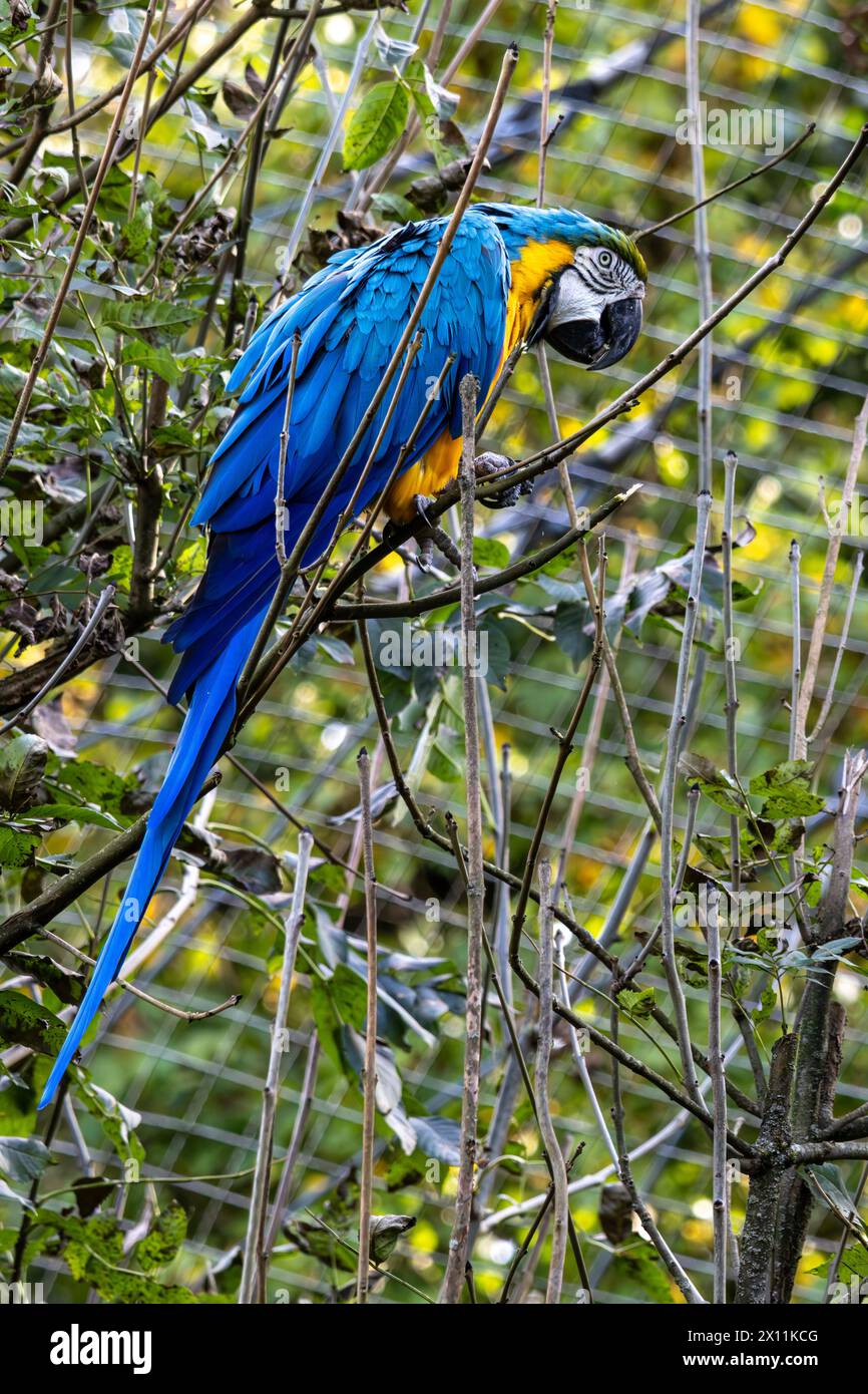 The Blue-and-yellow Macaw, Ara ararauna also known as the blue-and-gold macaw, is a large South ...