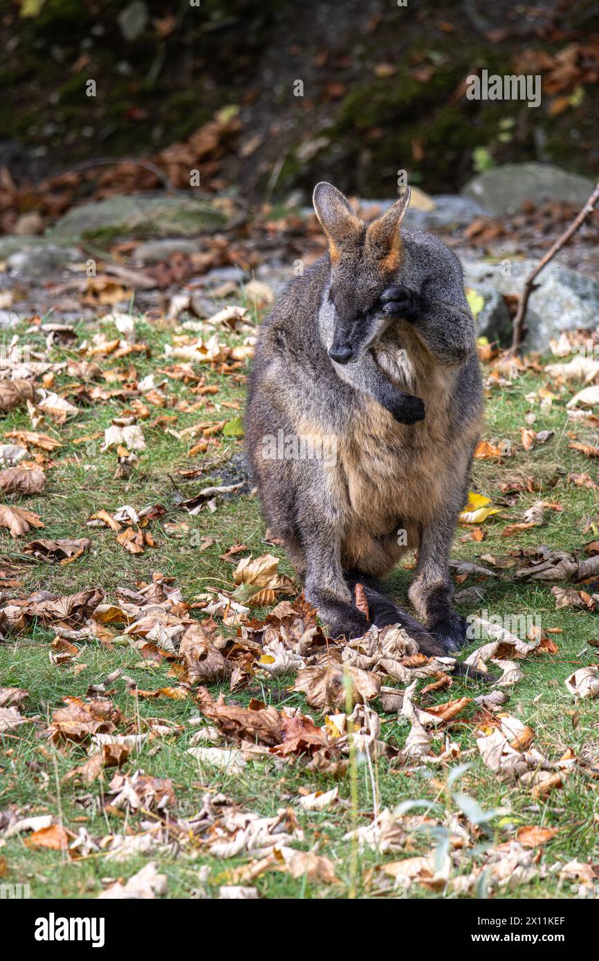 Swamp Wallaby, Wallabia bicolor, is one of the smaller kangaroos. This ...