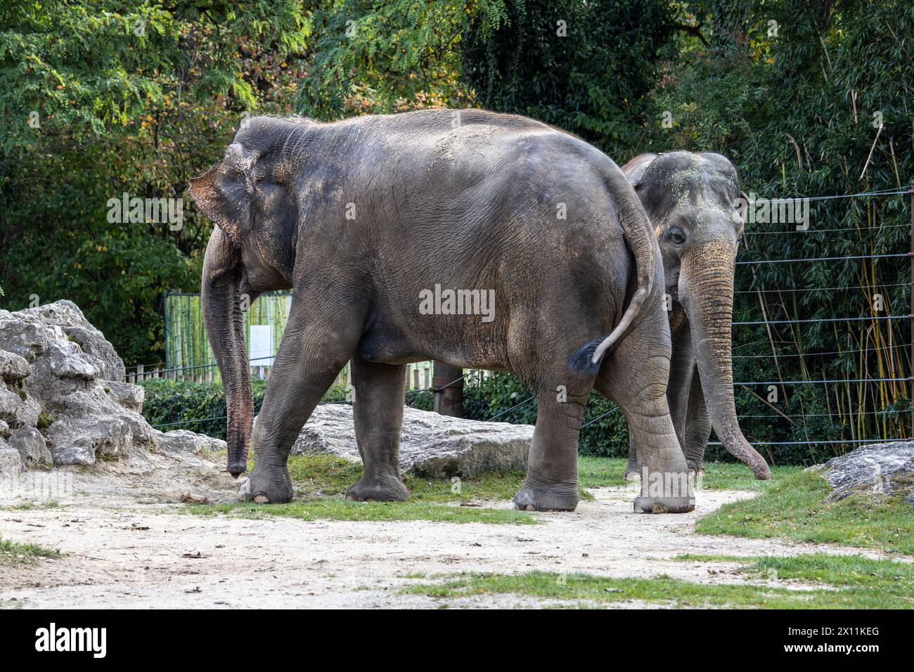 The Asian elephant, Elephas maximus also called Asiatic elephant, is ...