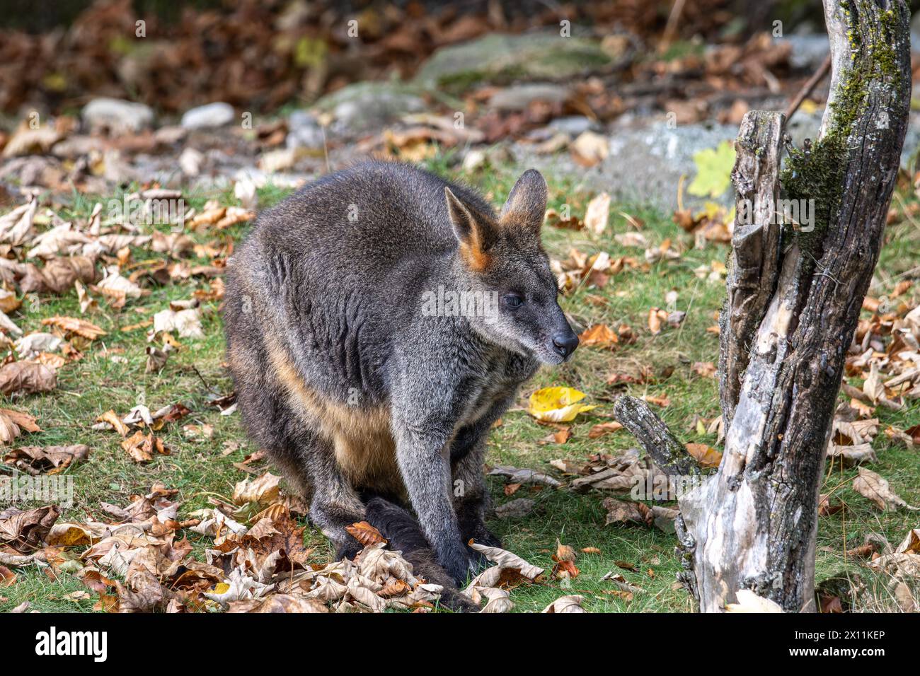 Swamp Wallaby, Wallabia bicolor, is one of the smaller kangaroos. This ...