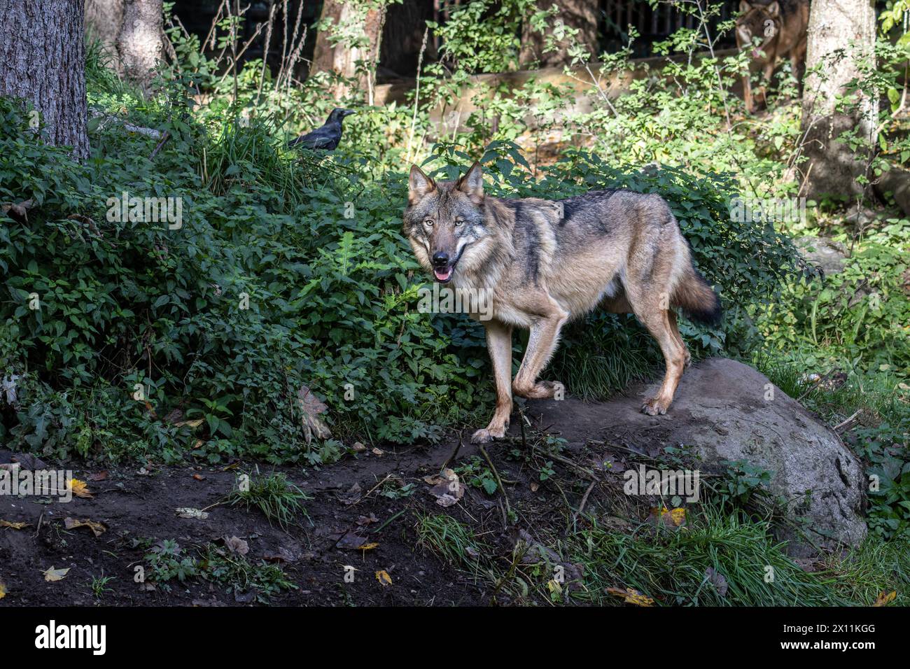 The wolf, Canis lupus, also known as the grey wolf or timber wolf is a ...