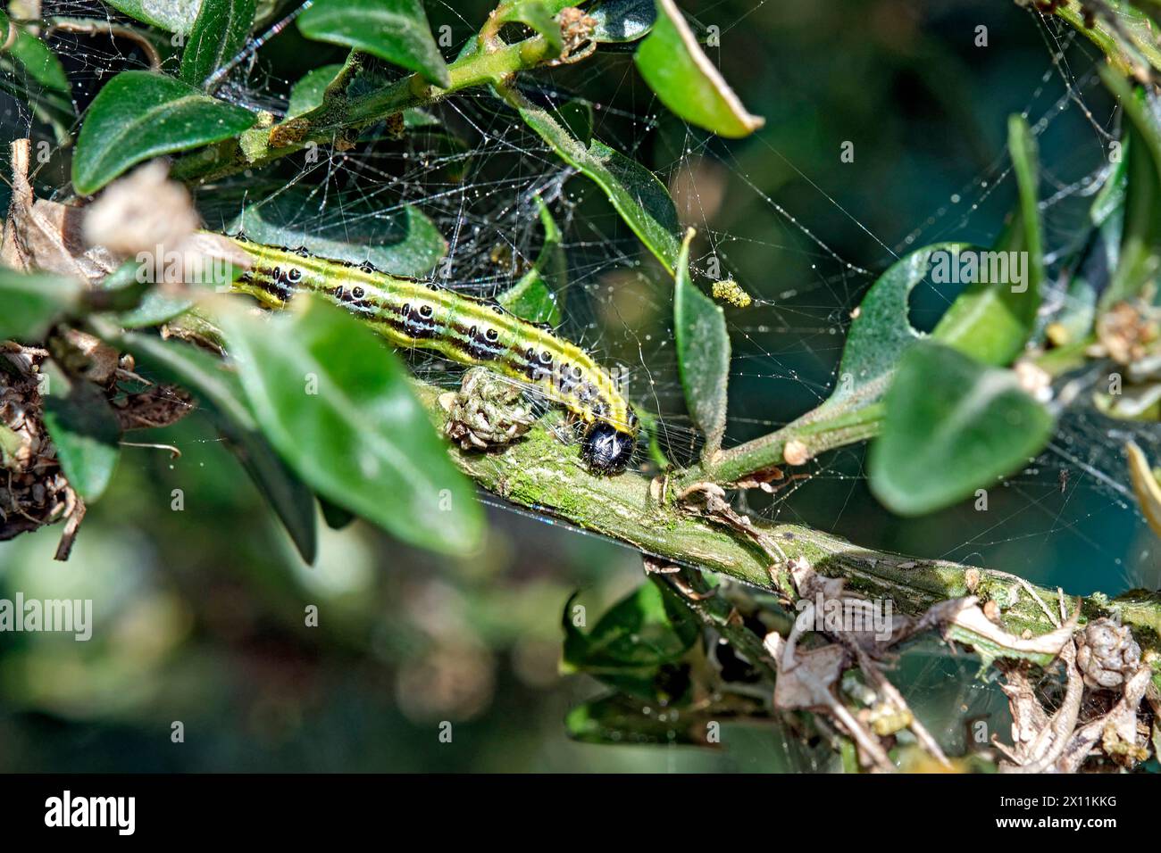 Buchsbaumzünsler Cydalima perspectalis . Raupe des Buchsbaumzünsler ...