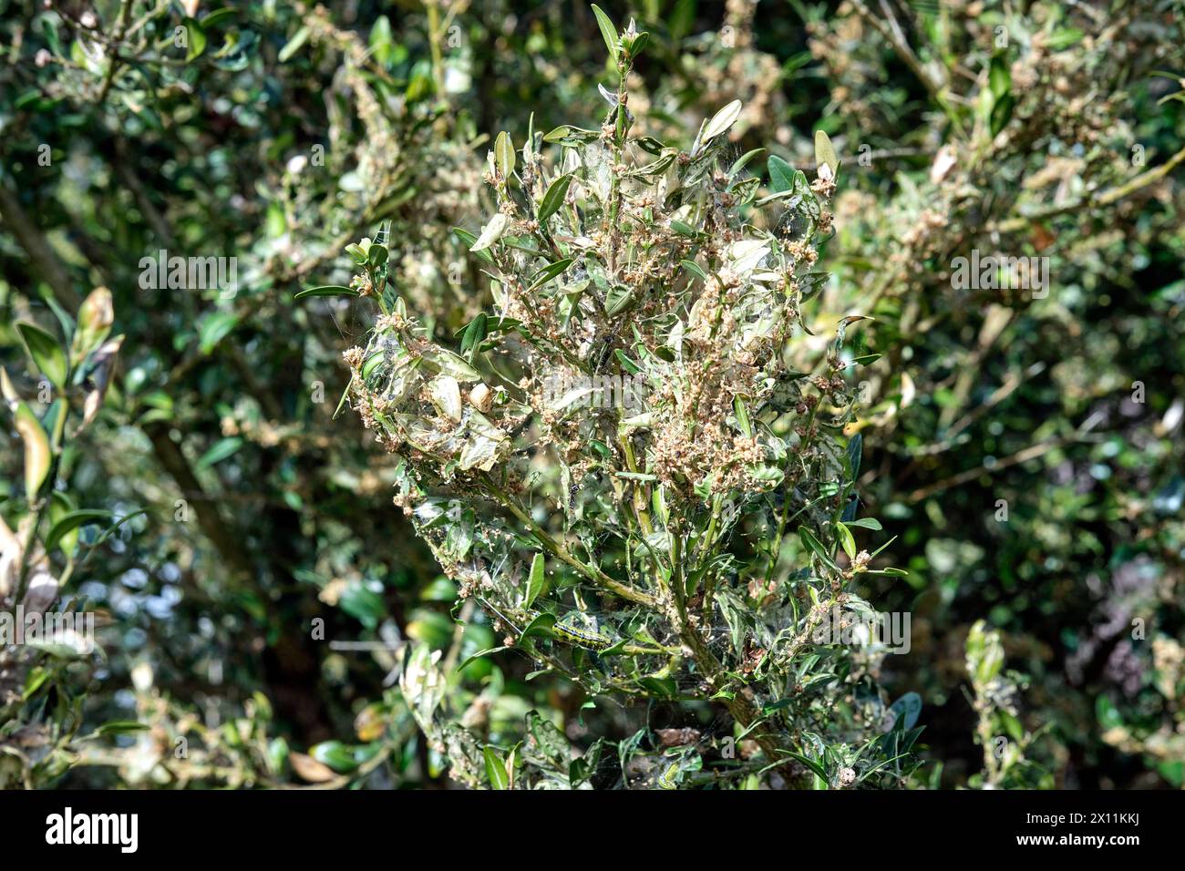 Buchsbaumzünsler Cydalima perspectalis . Raupe des Buchsbaumzünsler ...