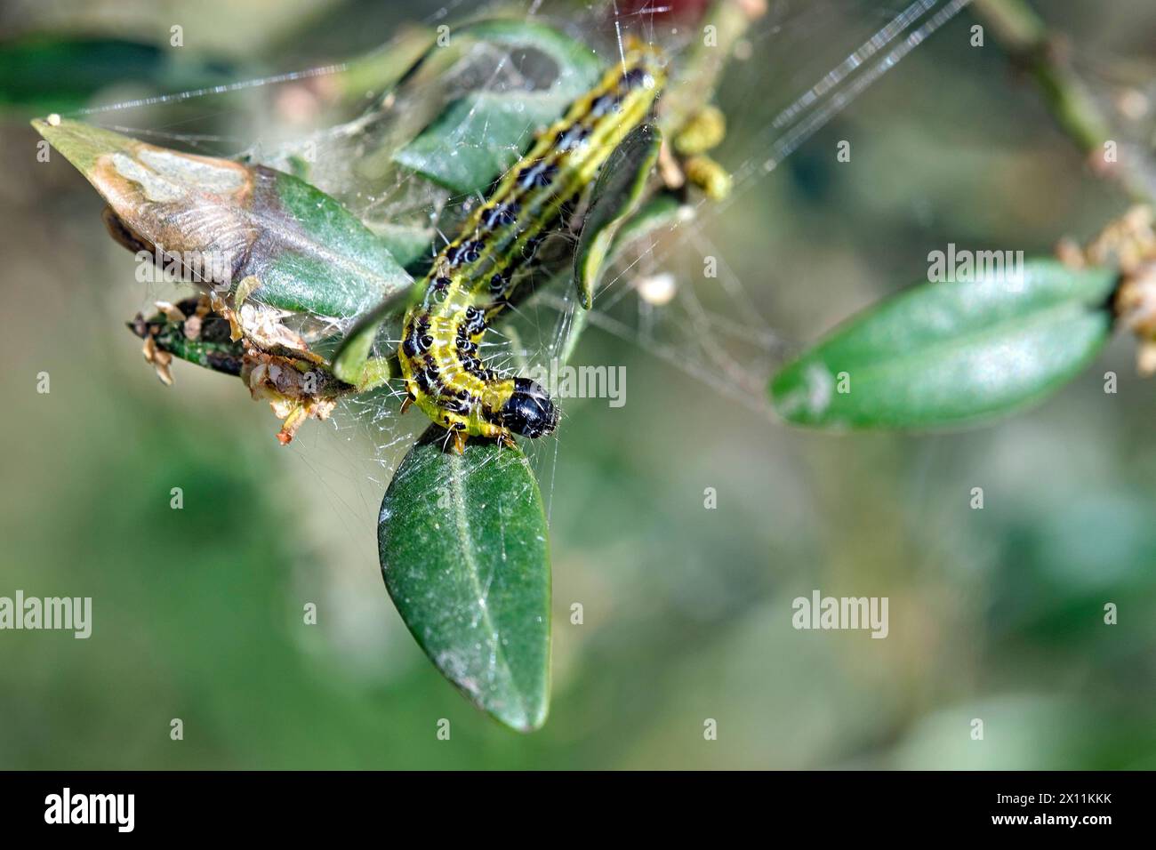 Buchsbaumzünsler Cydalima perspectalis . Raupe des Buchsbaumzünsler ...