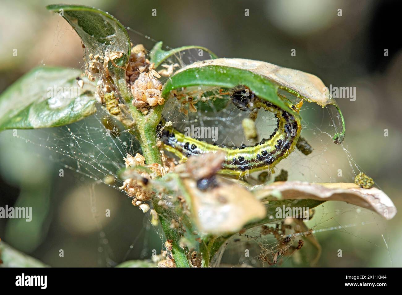 Buchsbaumzünsler Cydalima perspectalis . Raupe des Buchsbaumzünsler ...