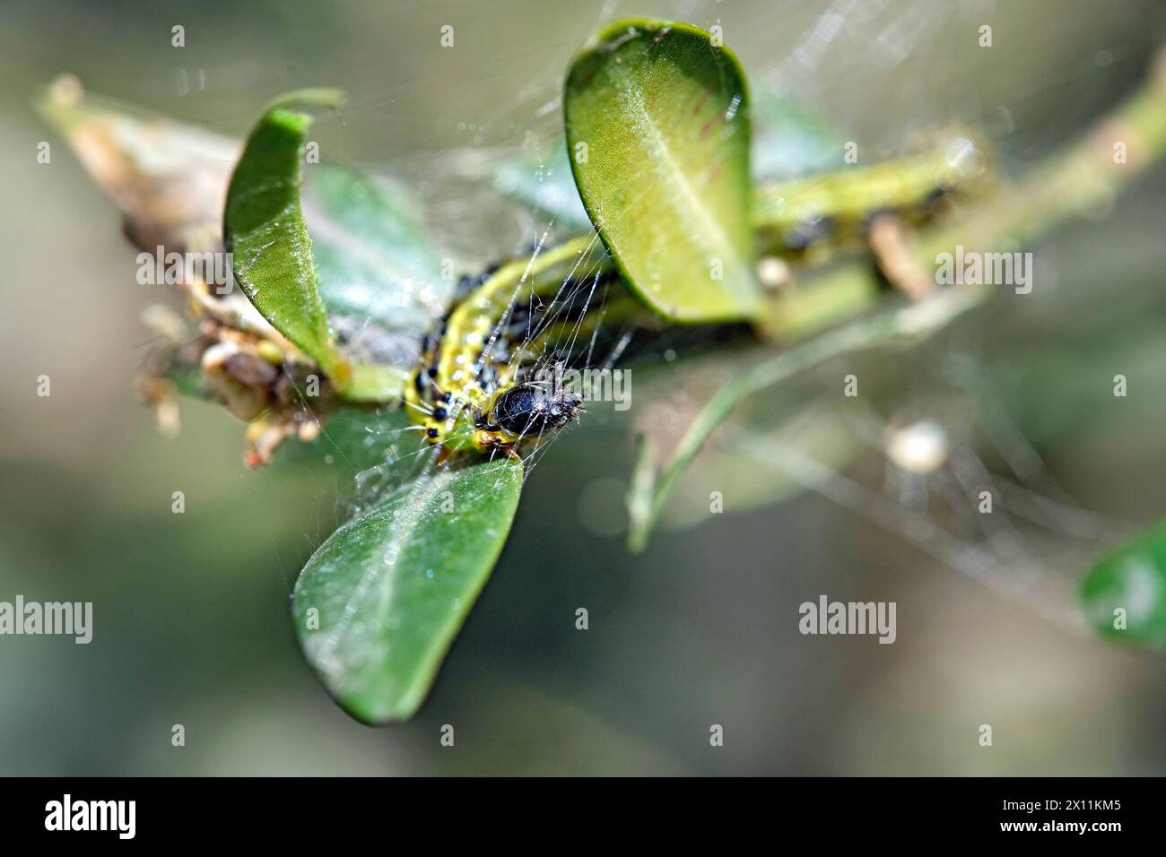 Buchsbaumzünsler Cydalima perspectalis . Raupe des Buchsbaumzünsler ...