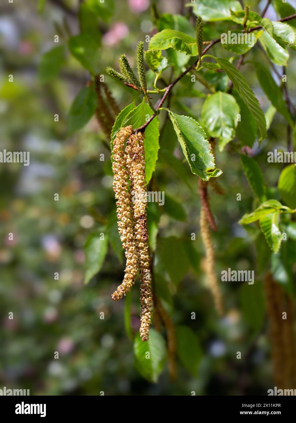 Betula albosinensis yellow hi-res stock photography and images - Alamy