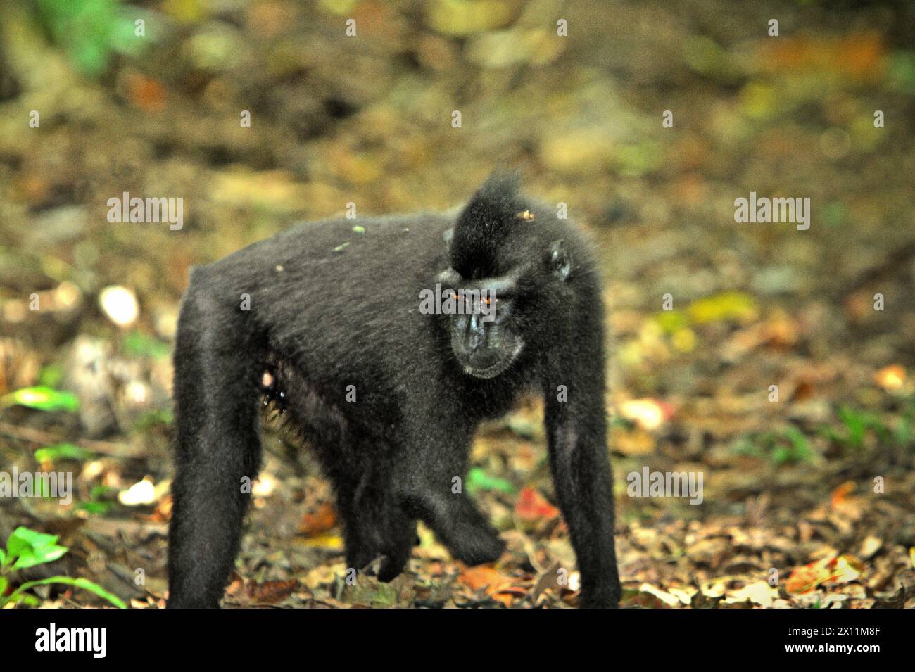 Anthropogenic activity impact hi-res stock photography and images - Alamy