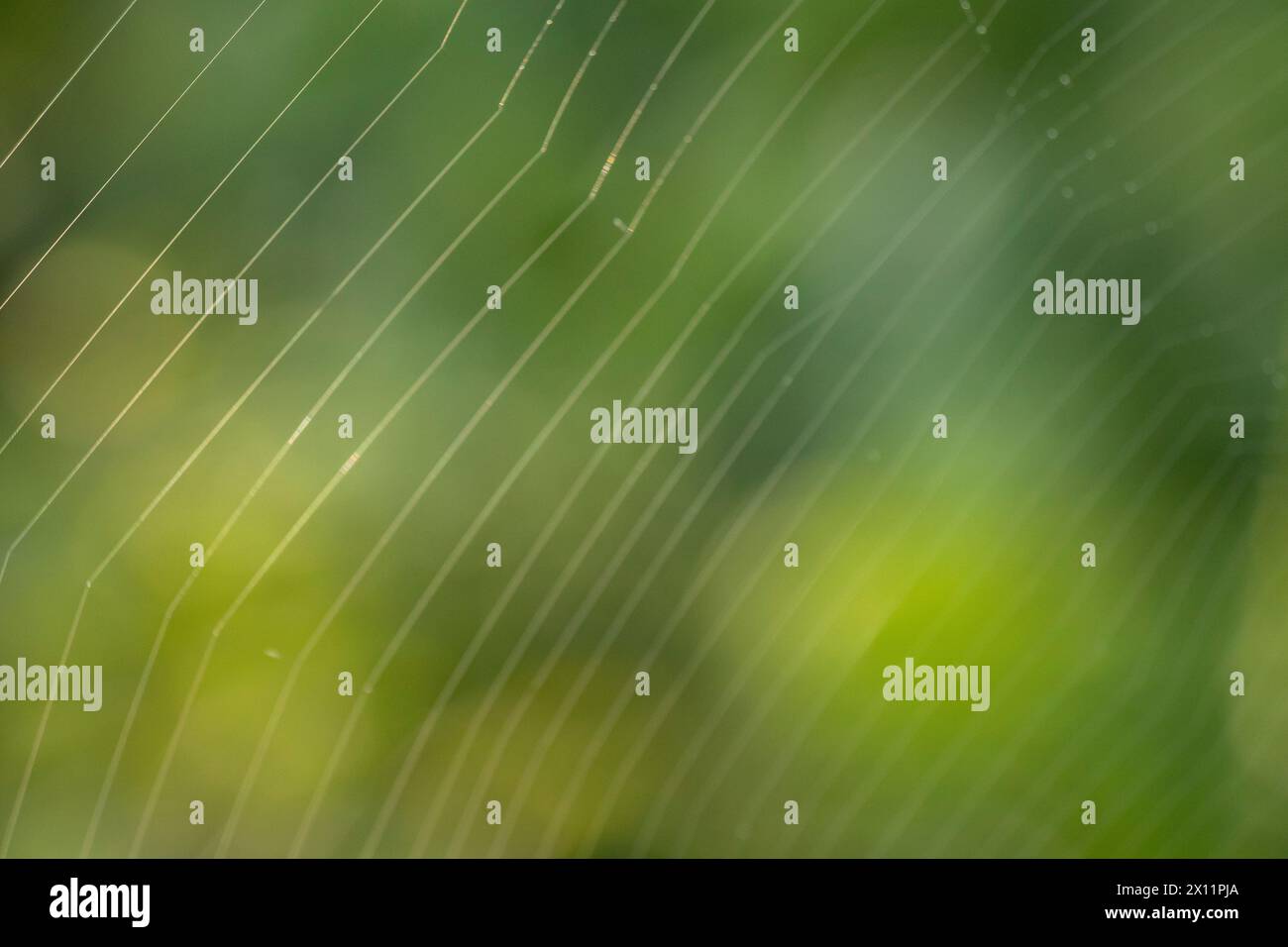 Spiders web texture hi-res stock photography and images - Alamy