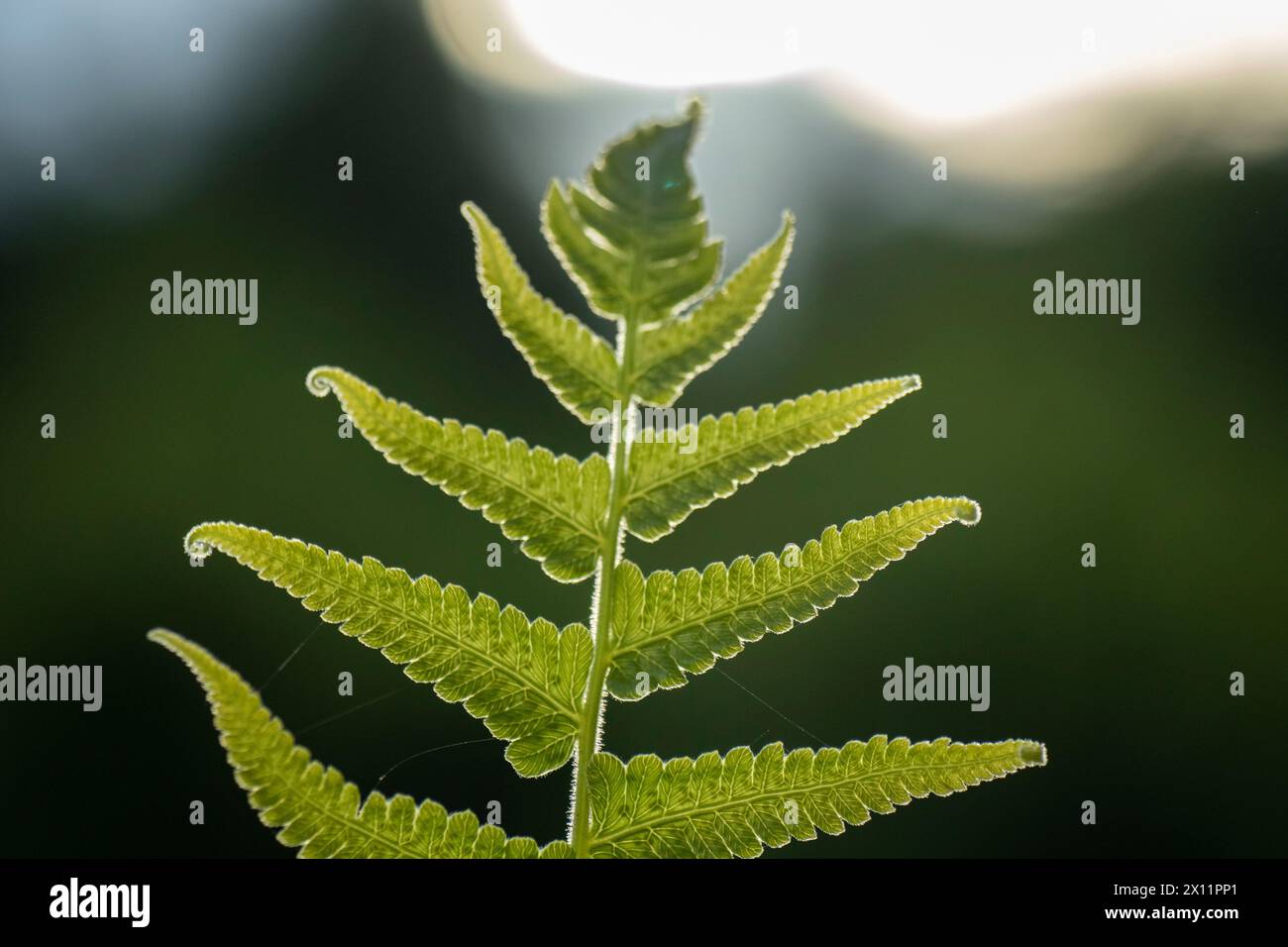 Tree fern foliage landscaping hi-res stock photography and images - Alamy