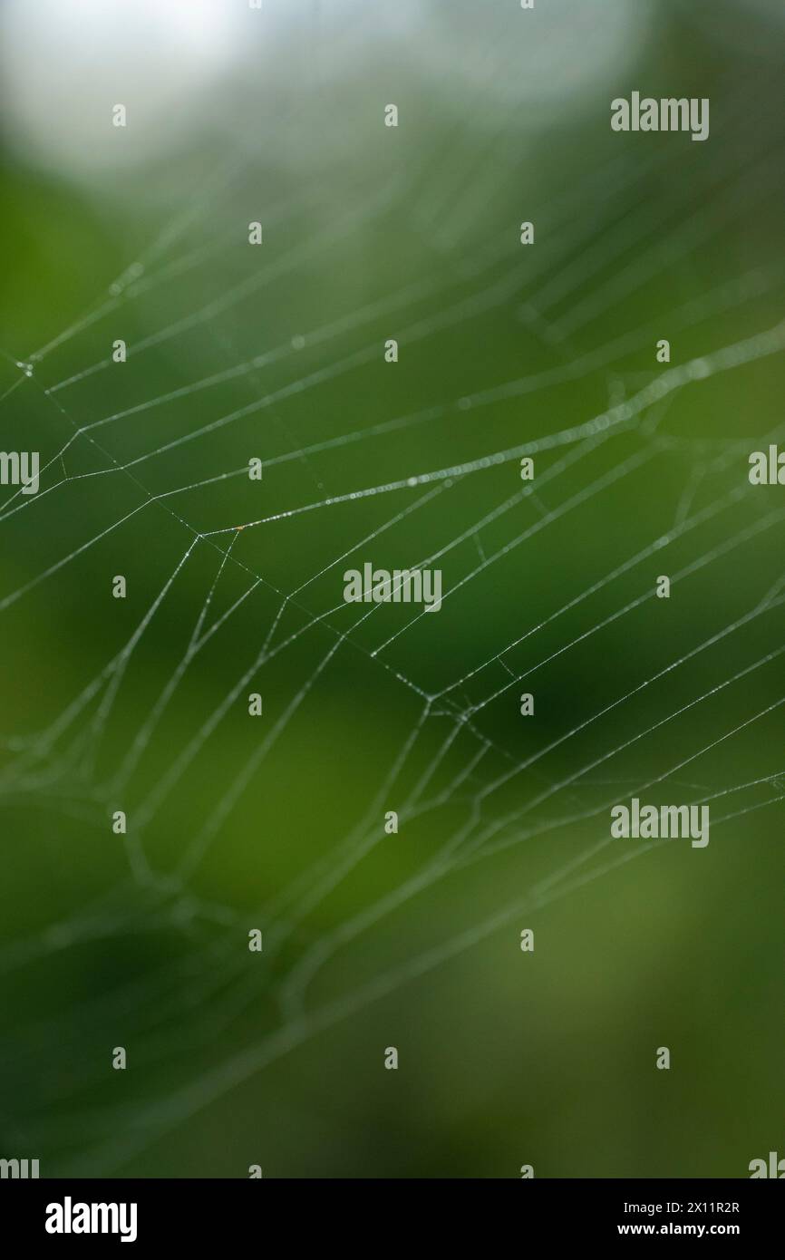 Spiders web texture hi-res stock photography and images - Alamy