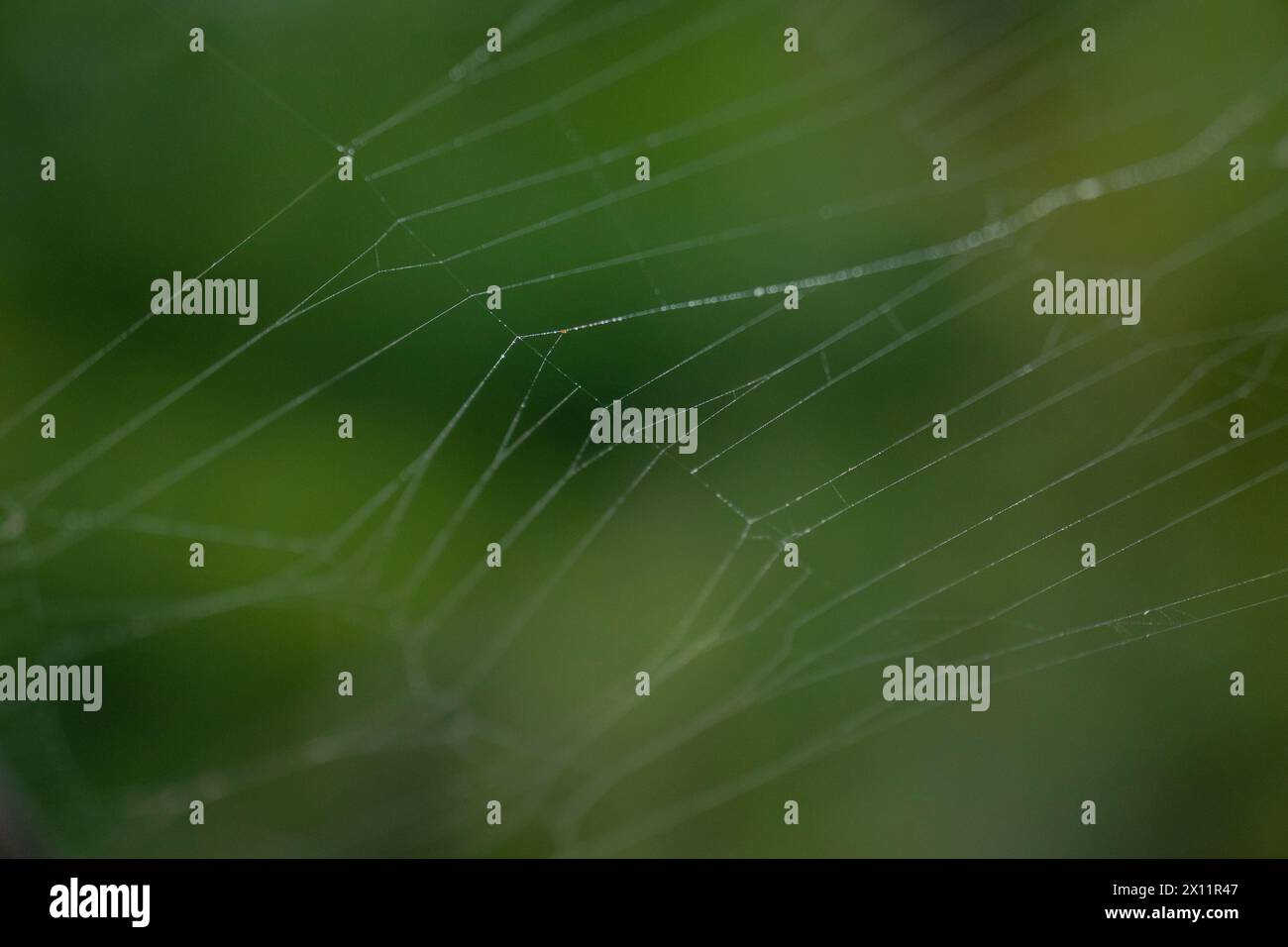 Spiders web texture hi-res stock photography and images - Alamy
