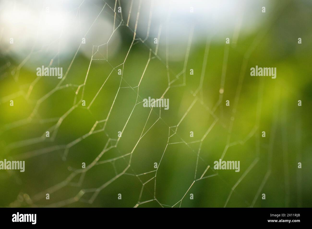 Spider texture hi-res stock photography and images - Alamy
