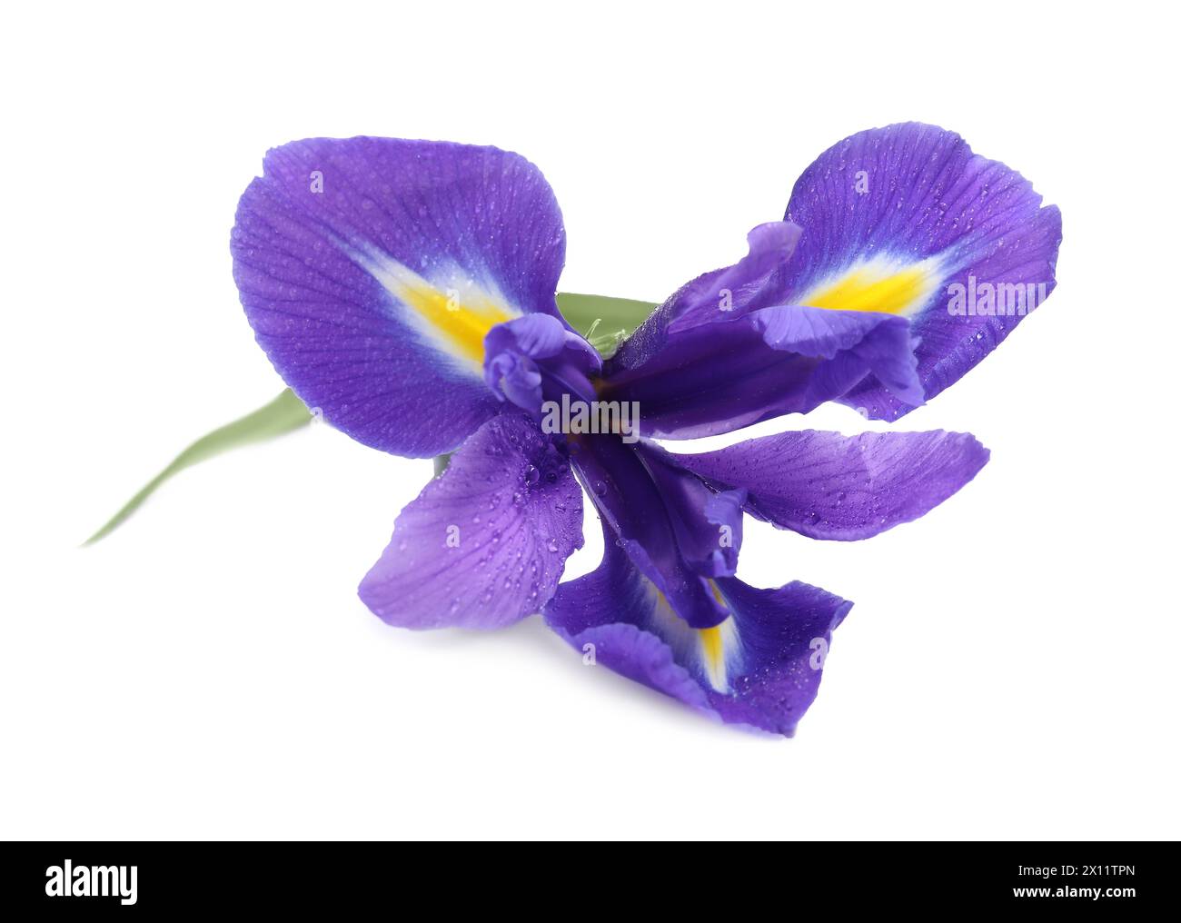 Beautiful violet iris flower with water drops isolated on white Stock ...