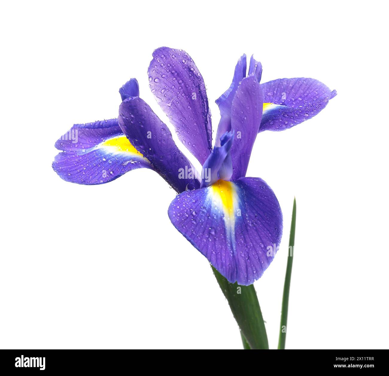 Beautiful violet iris flower with water drops isolated on white Stock ...