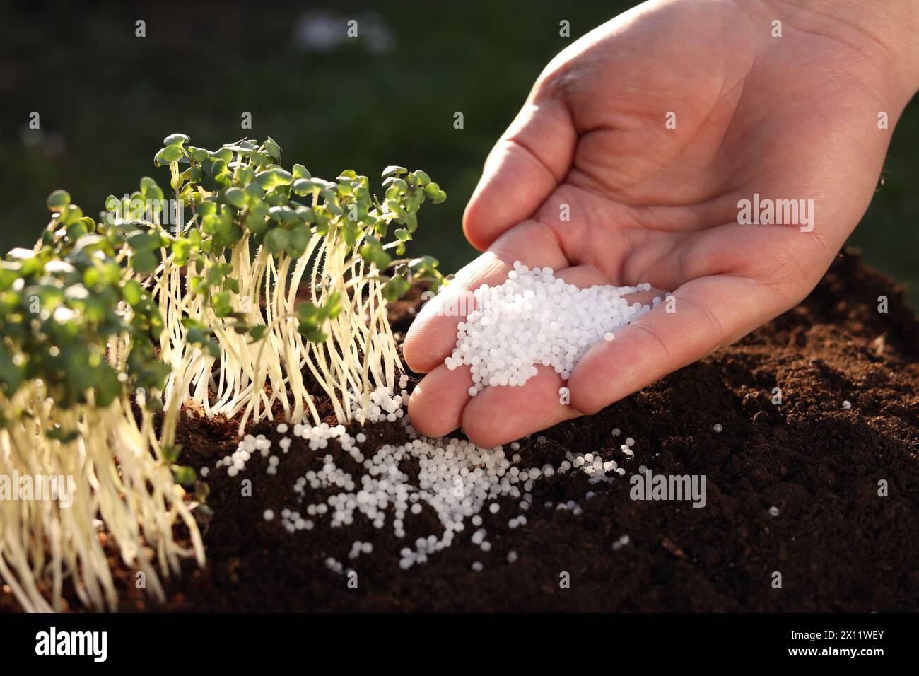 Man fertilizing soil with growing young microgreens outdoors, closeup ...