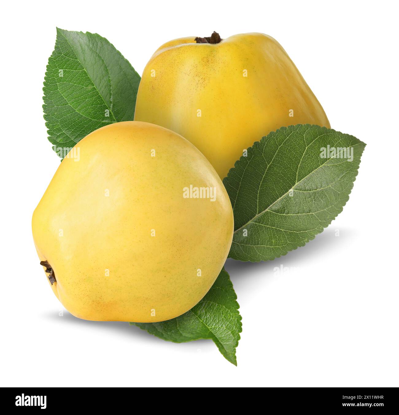 Delicious fresh ripe quinces with leaves isolated on white Stock Photo ...