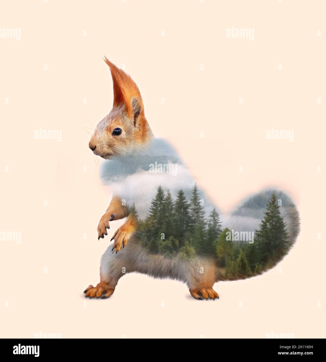 Squirrel illustration art hi-res stock photography and images - Alamy