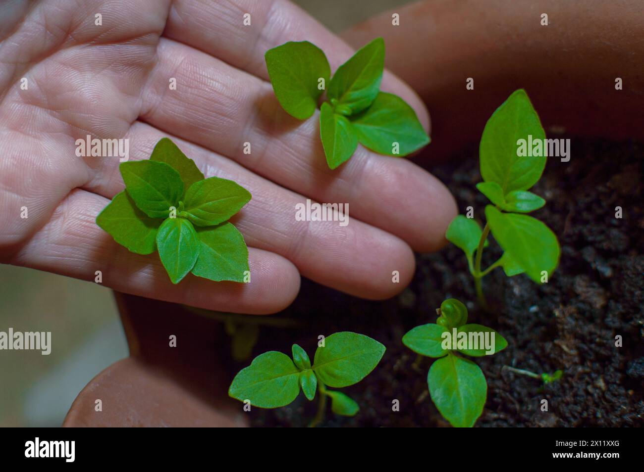 basil with three leaves in a pot seedlings Stock Photo - Alamy