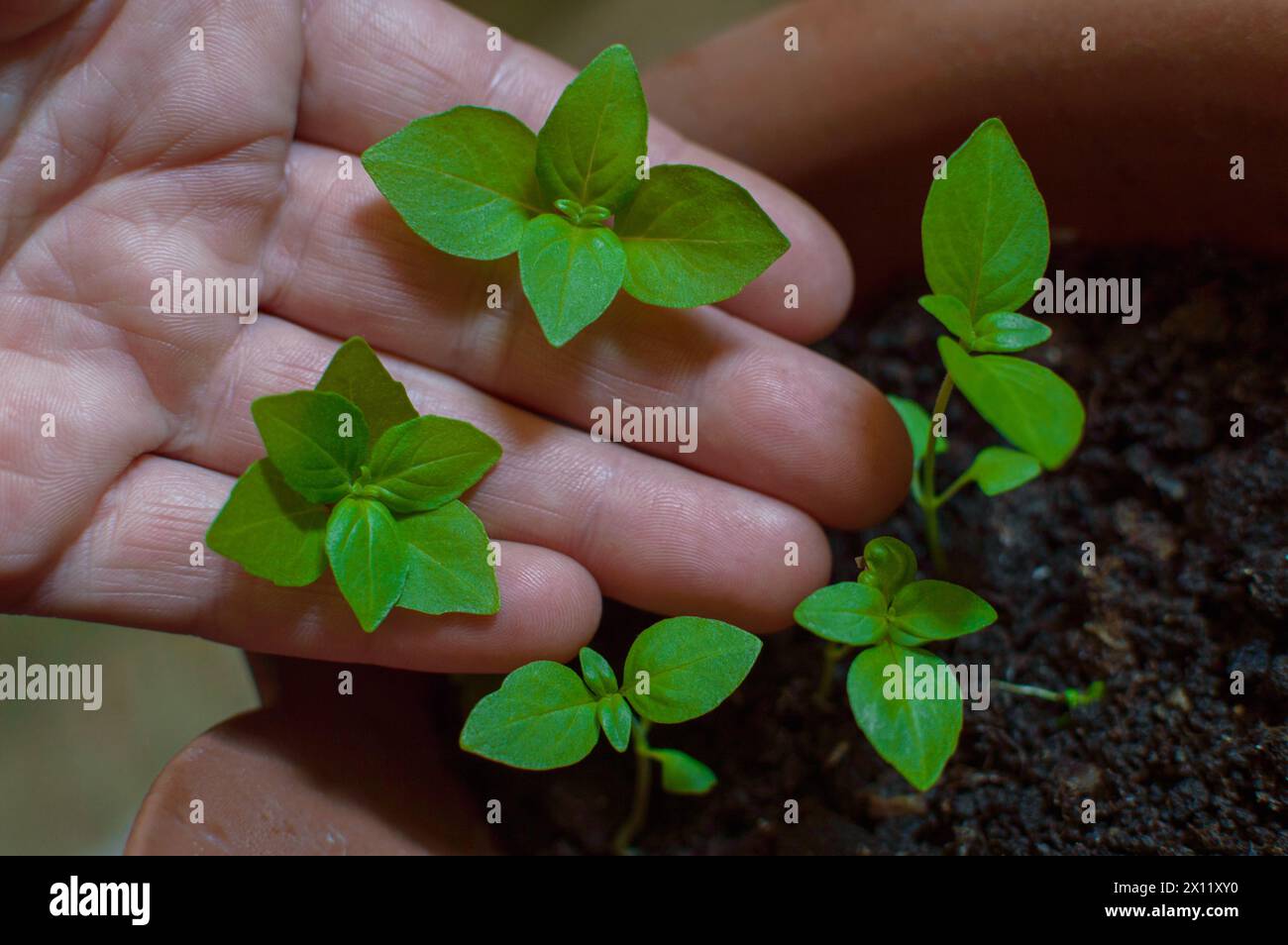 basil with three leaves in a pot seedlings Stock Photo - Alamy