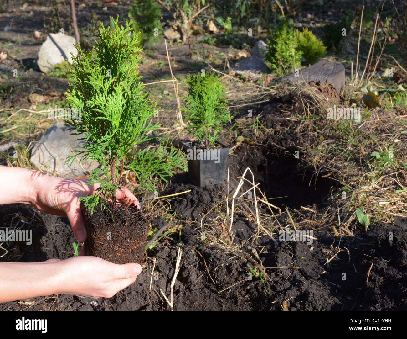 Planting in open ground hi-res stock photography and images - Alamy