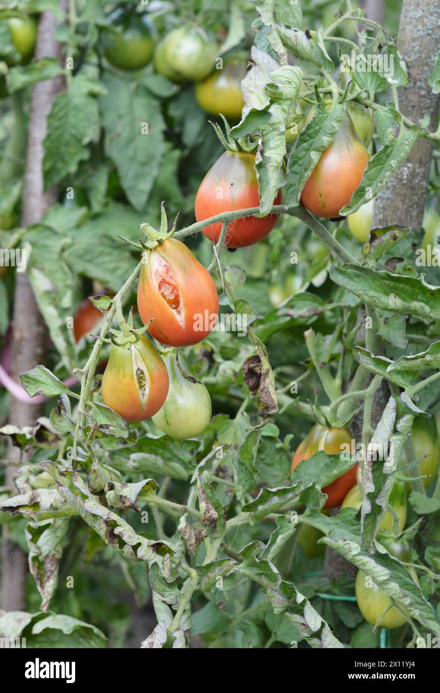 Close up on tomatoes crack or split. Sick tomato plant affected by ...