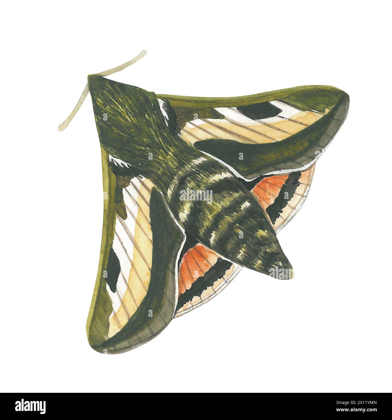 Watercolor illustration of a moth. Hand drawn isolated on white ...