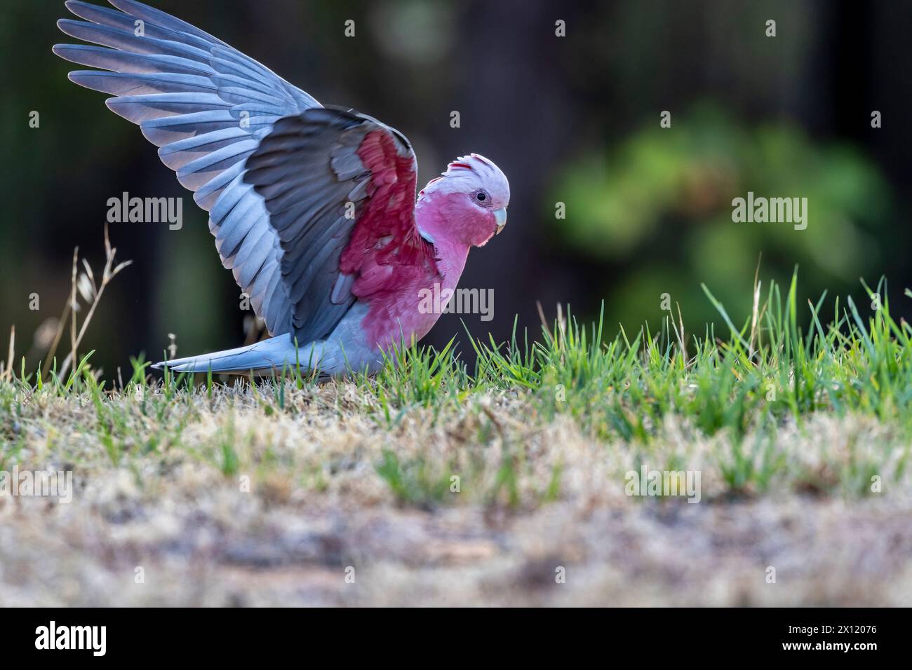Galah (Rose-Breasted) Cockatoo flapping its wings, Bickley in the Perth ...