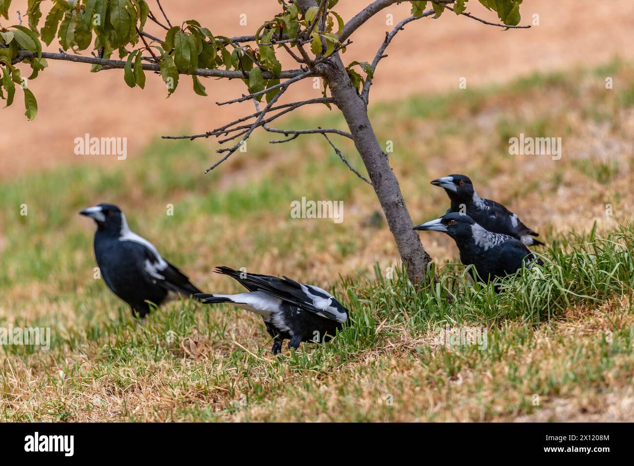 Australian magpie (Gymnorhina tibicen) taken at Bickley in the Perth ...
