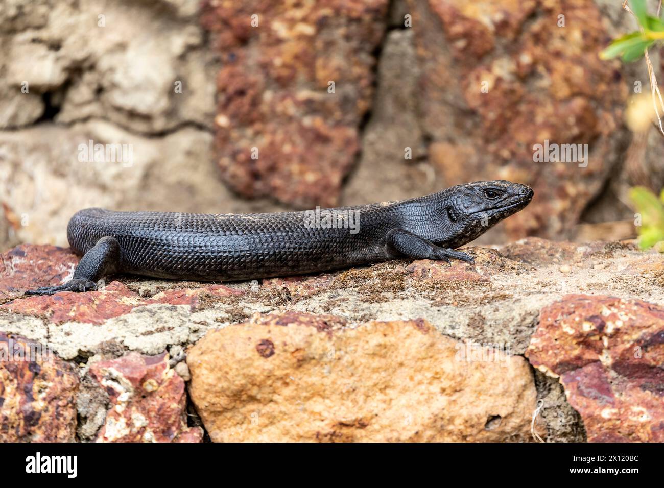 King's skink (Egernia kingii) a species of skink, a lizard in the ...