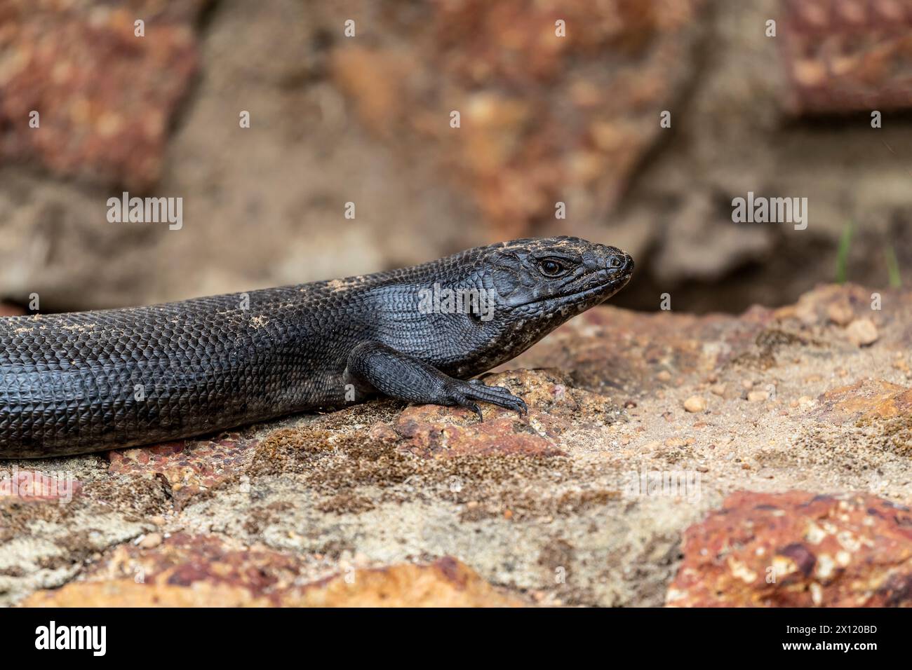 King's skink (Egernia kingii) a species of skink, a lizard in the ...